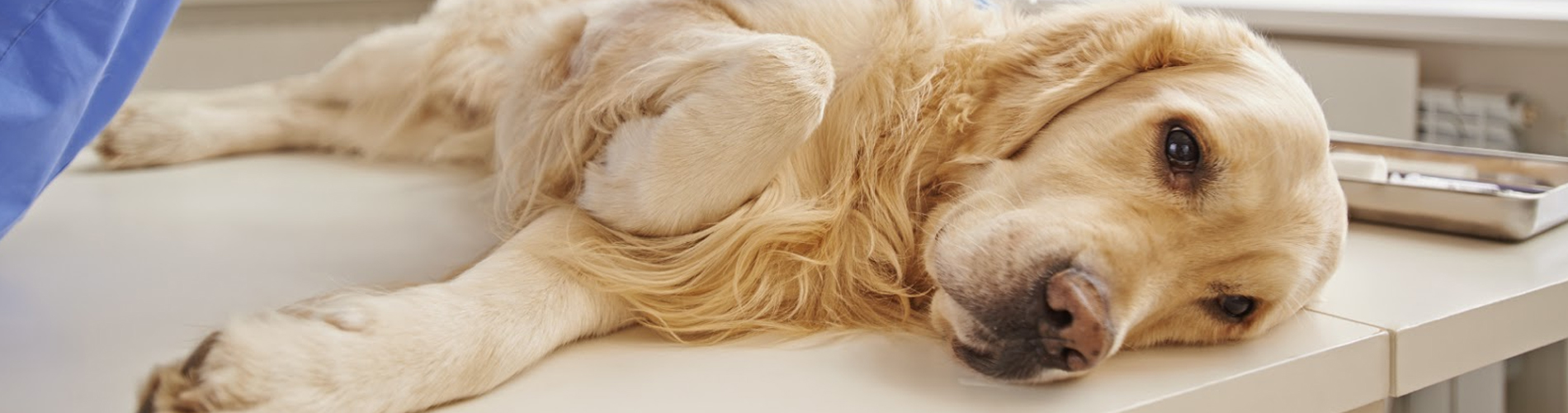 Pet Euthanasia Staten Island - Dog & Cat Euthanasia At Home Staten Island